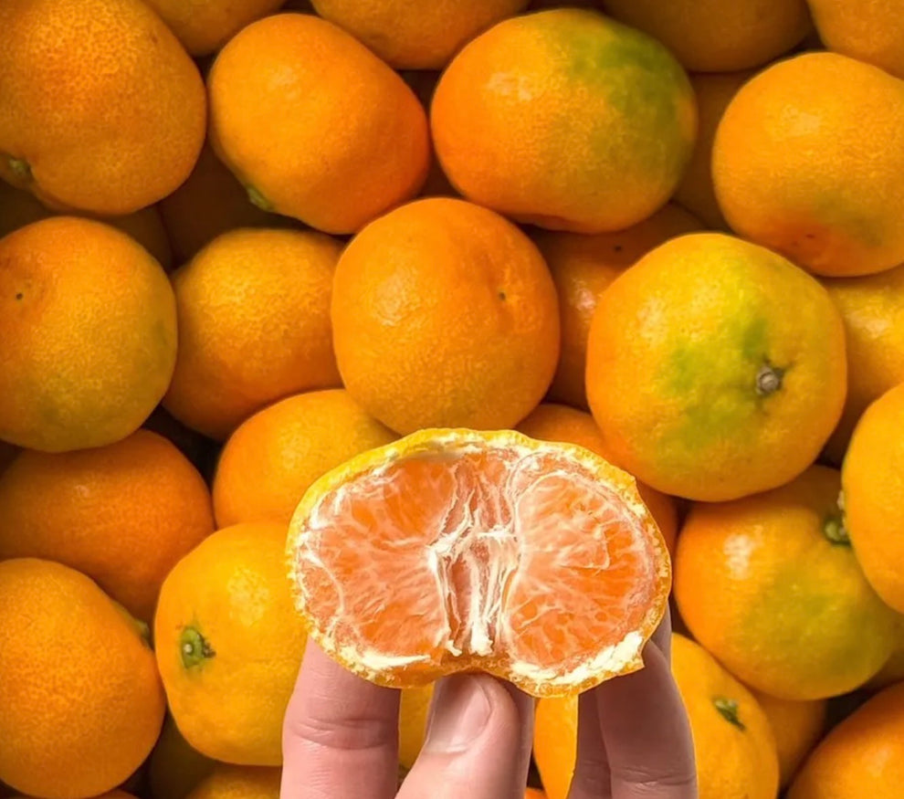 Arita Mikan (Mandarin Oranges) from Arita, Wakayama Prefecture - Sweet ...